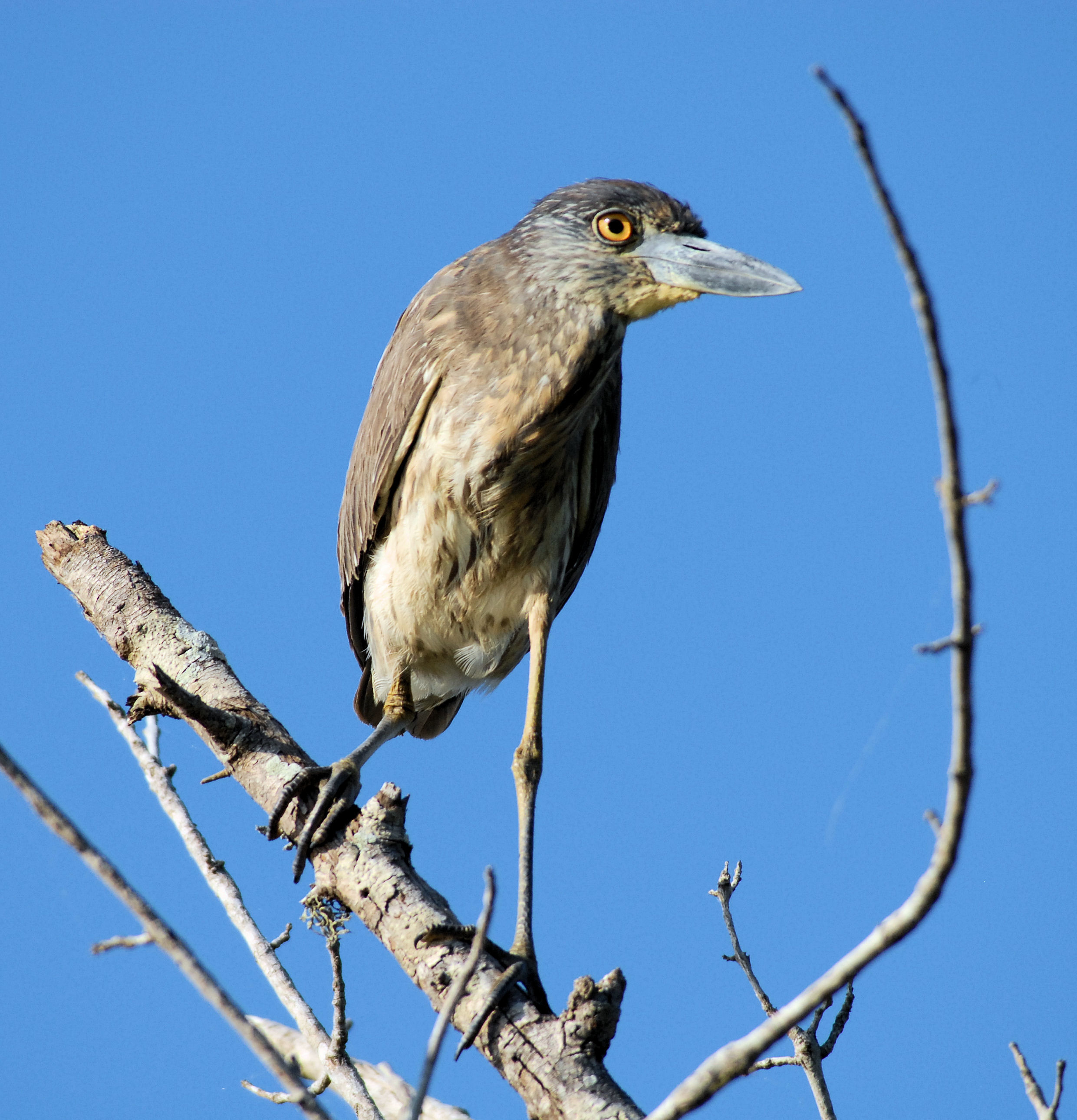 Nature Photos from the Park | Cullinan Park Conservancy